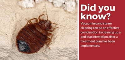 How To Get Bed Bugs Out Of Carpets And Rugs