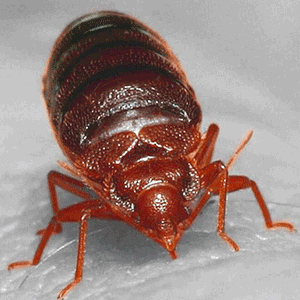 Bat Bug Pest Control And Extermination | Guaranteed | EnviroPest NY