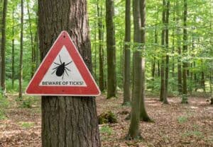 Where Do Ticks Live? How Do They Get To My Yard?