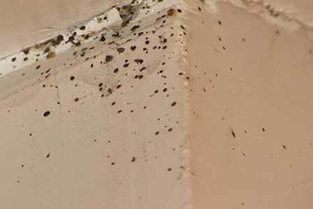 Bed Bug Near Windows - What You Need To Know